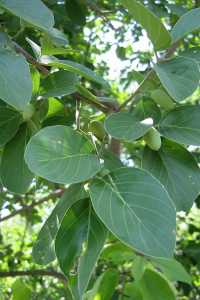 ‡Huis - Berchemia discolor, bird plum