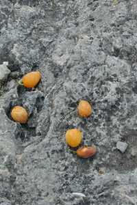 ‡Huis - Berchemia discolor, bird plum